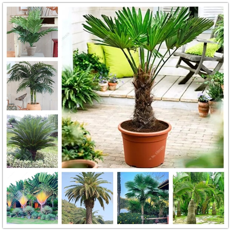 Semínka okrasné palmy Chamaerops Excelsa – Balando.cz